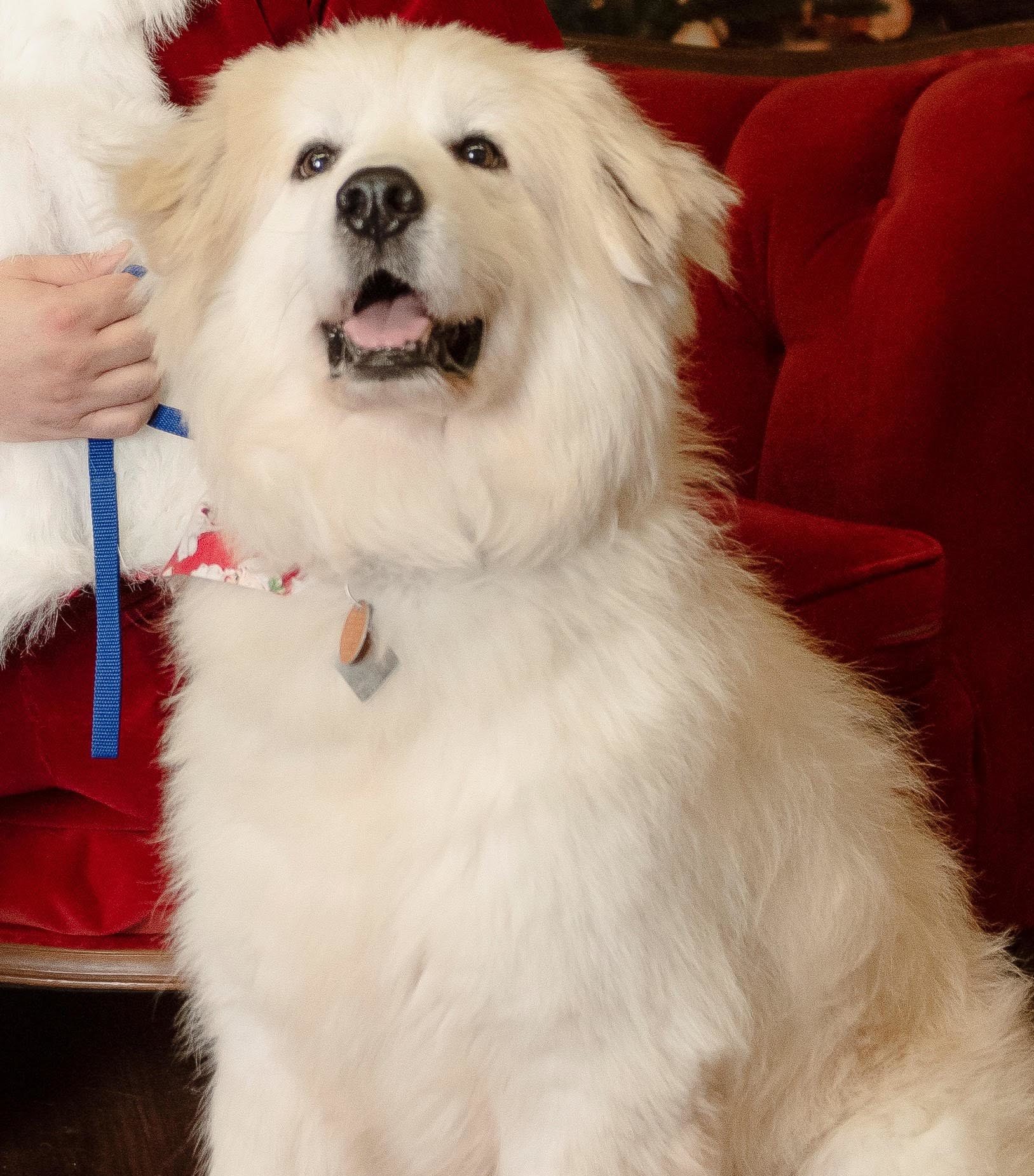 SBW-Sam - Carnegie Carnival